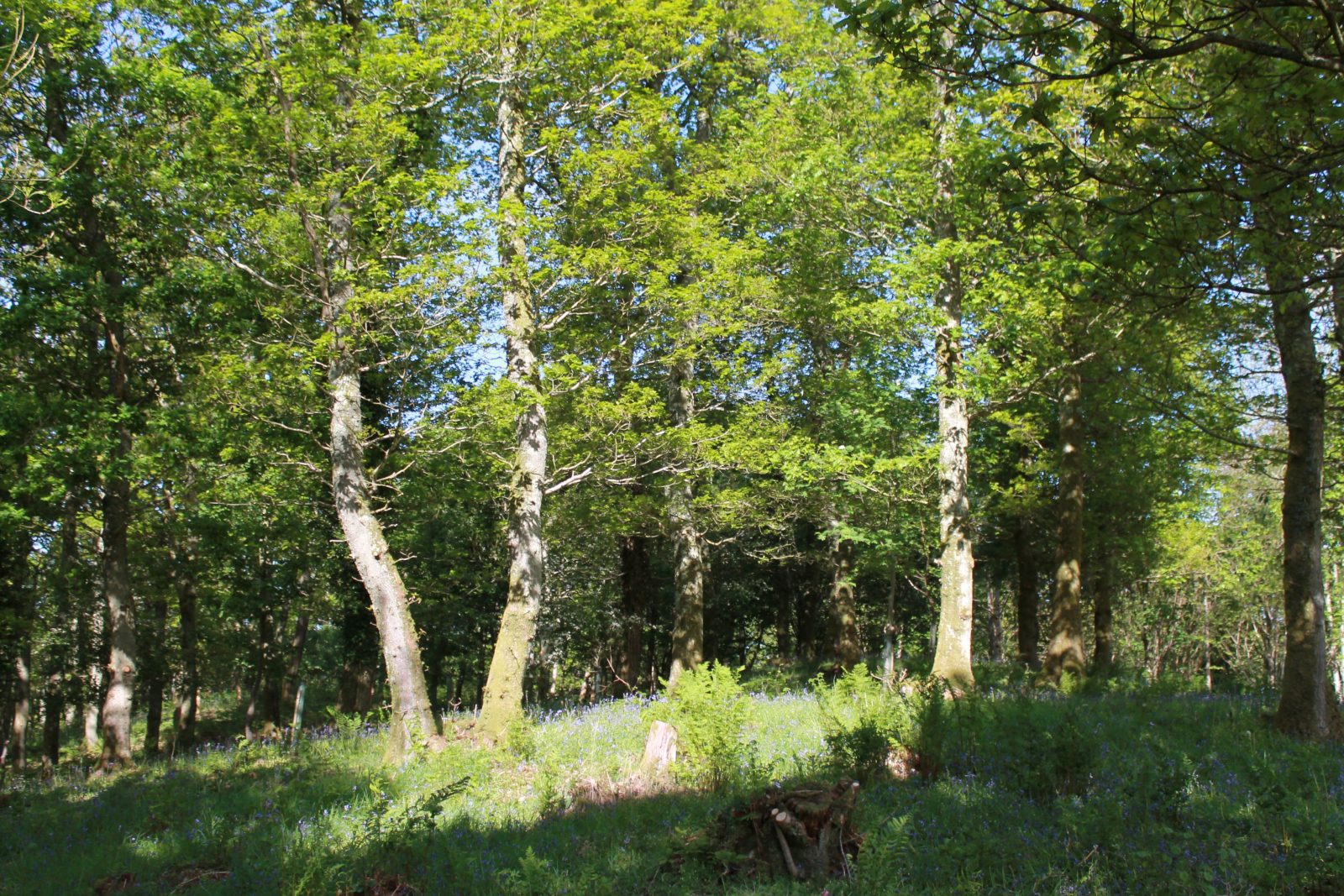 Long term plans to protect mature woodland - Davidson and Robertson